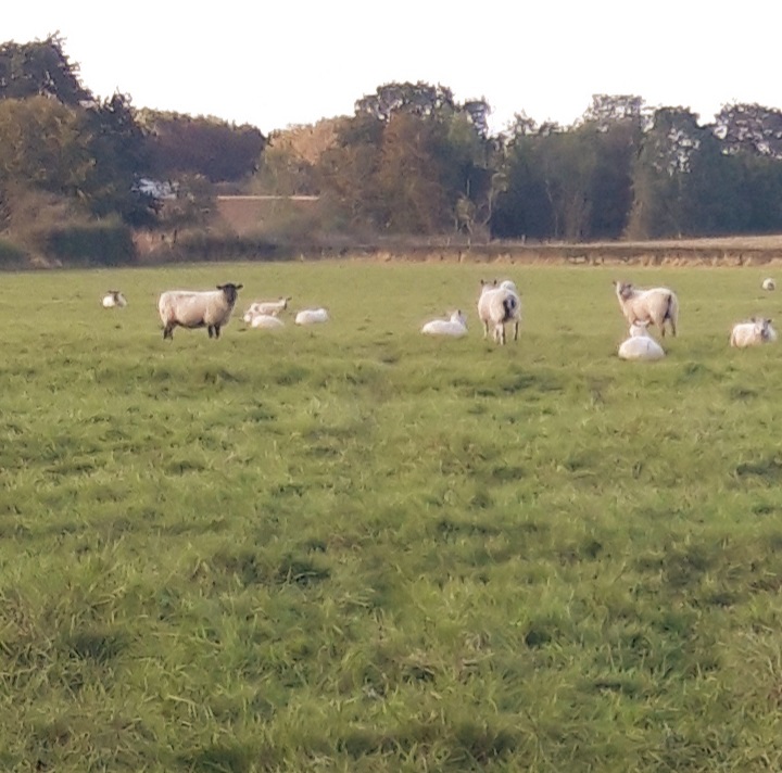 Autumn Sheep | learn1