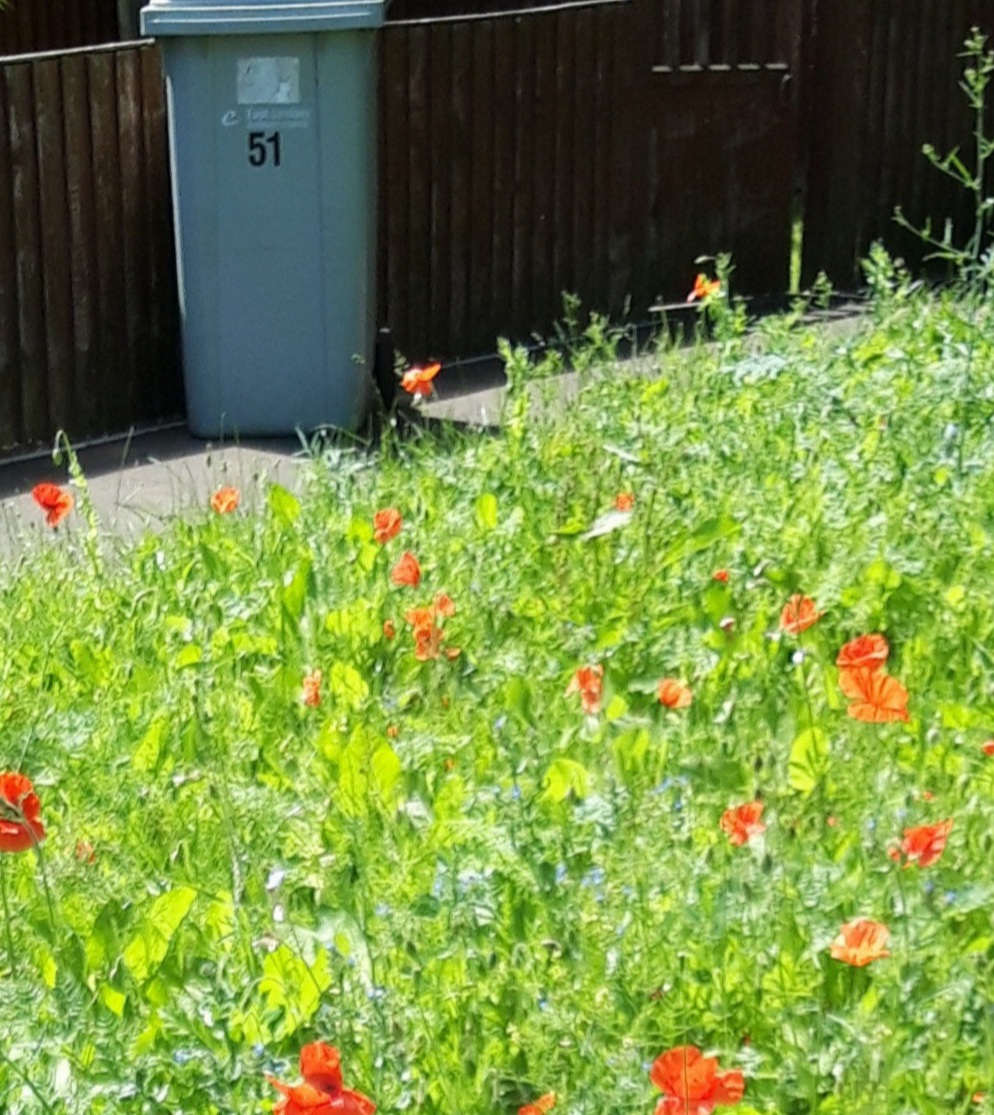 A Meadow of Poppies on a Housing Estate! | learn1